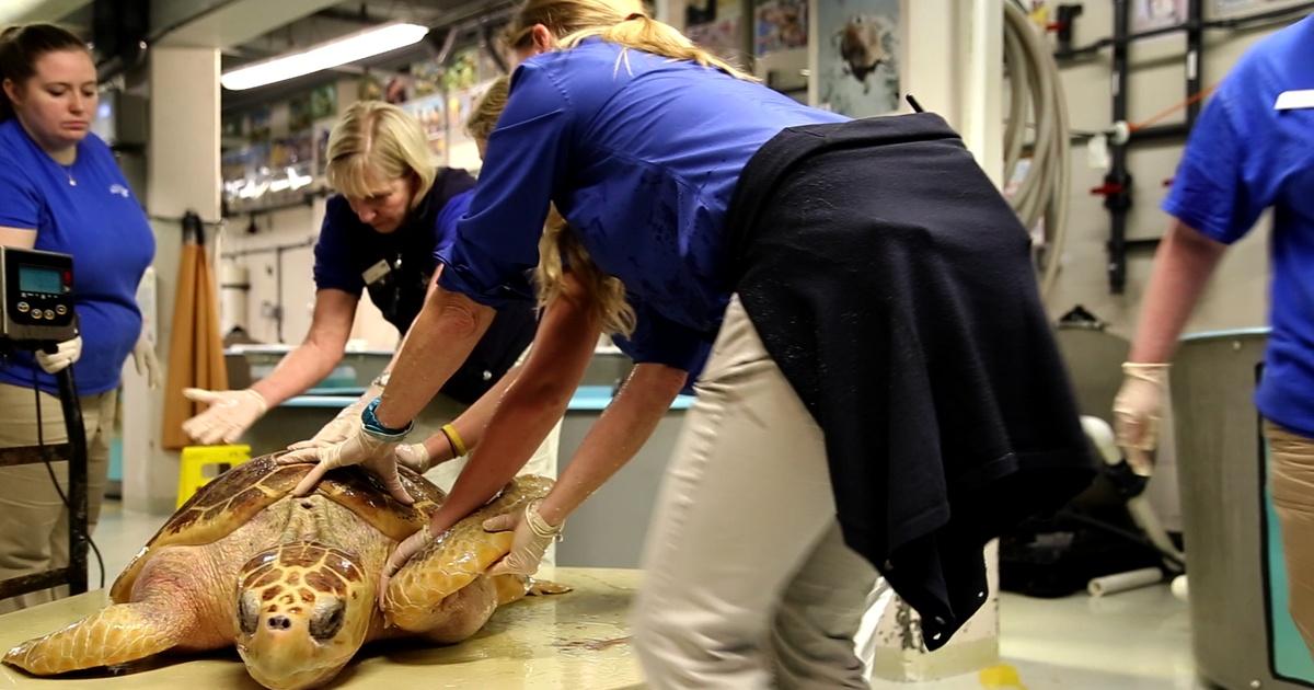 Original SC | Sea Turtle Rescuer Kelly Thorvalson | Houston PBS