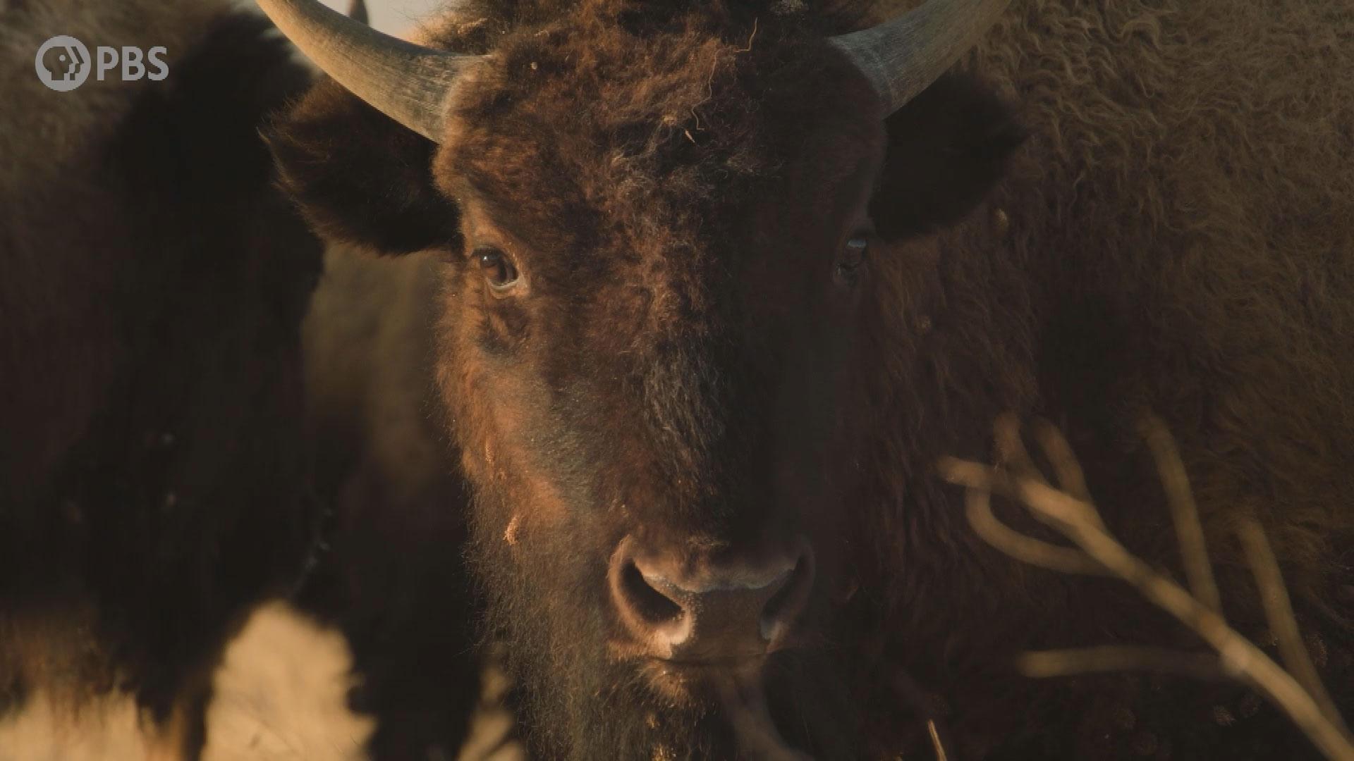 The American Buffalo | Colores | ALL ARTS