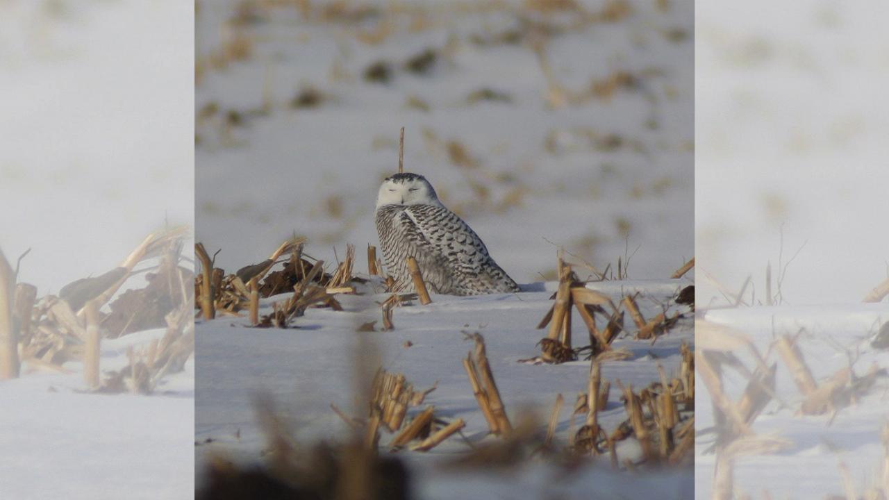 Almanac - Snowy Owl Invasion - Twin Cities PBS