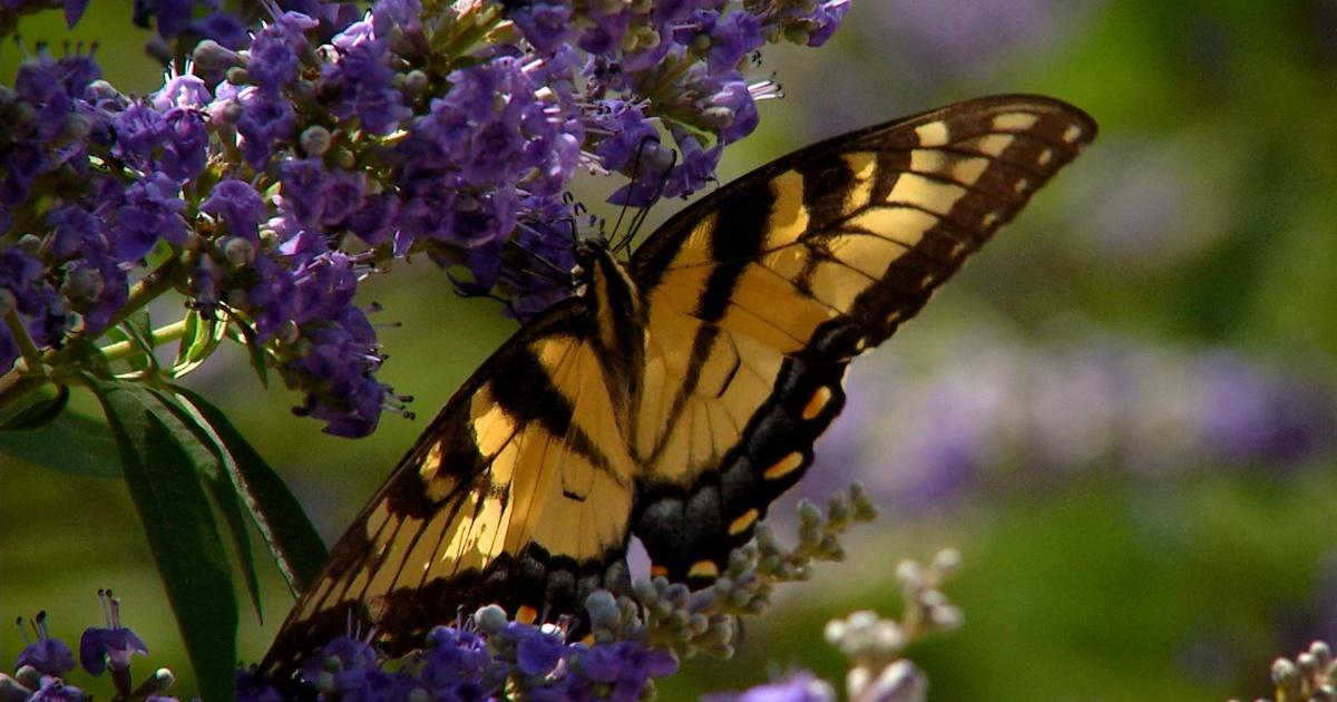 Virginia Home Grown | Clippings: Supporting Pollinators | Season 24 ...