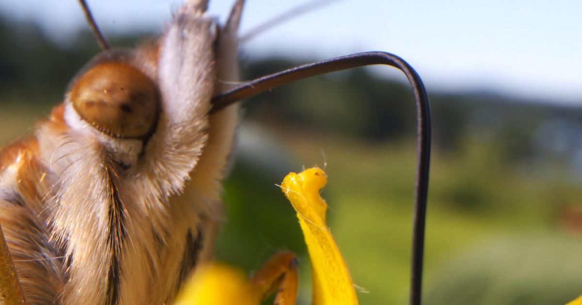 Bugs That Rule the World | The Lifegivers | Episode 2 | PBS