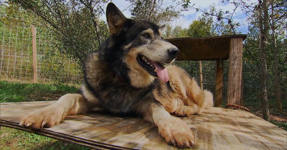 Kentucky Life | Refuge Ridge Wolf Dogs; Boundary Oak Distillery; Dippin ...