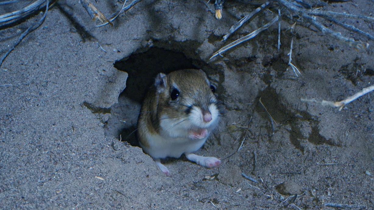 Meet the Kangaroo Rat | Watch on PBS Wisconsin