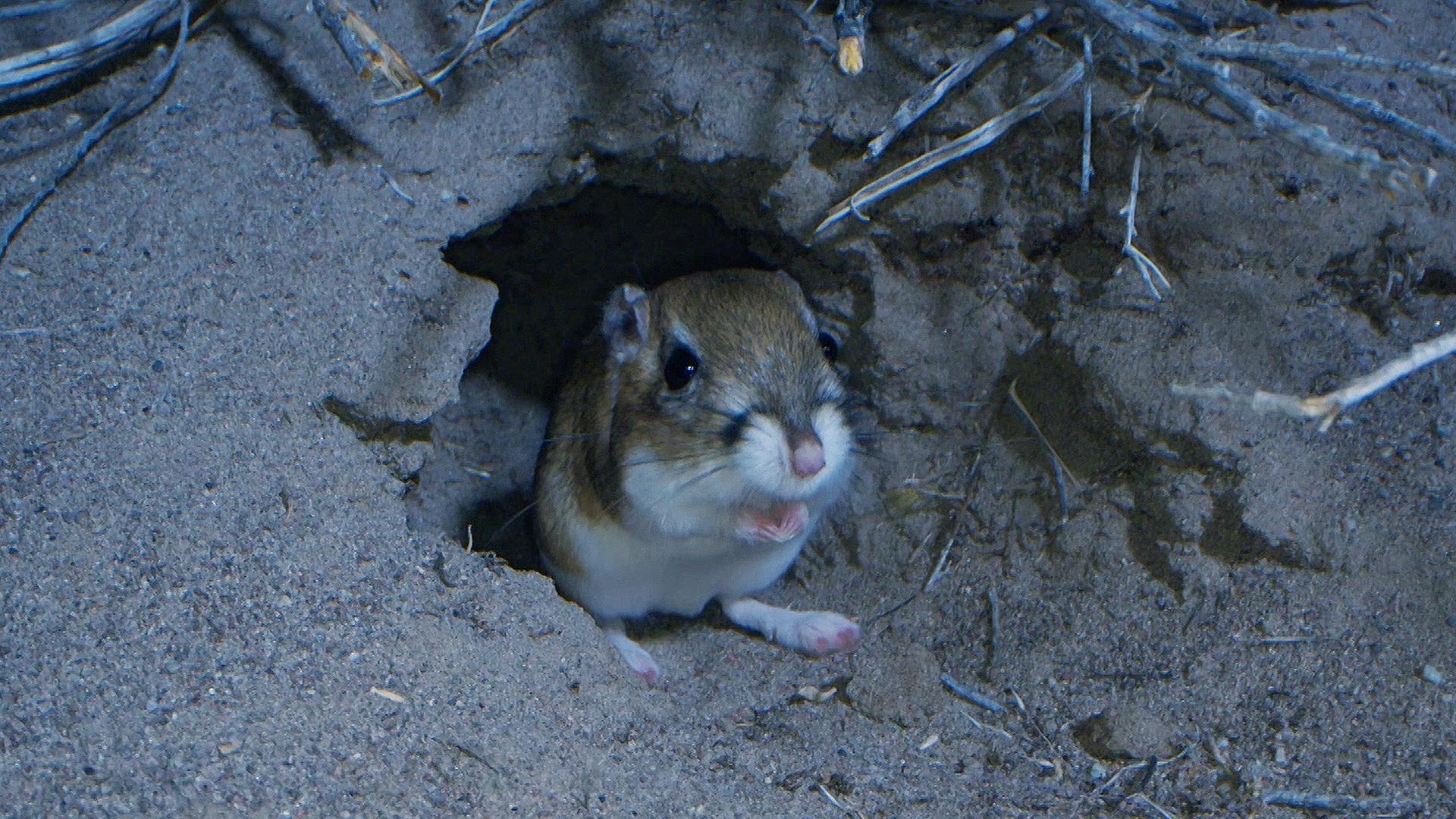 Meet the Kangaroo Rat | Nature | WLIW