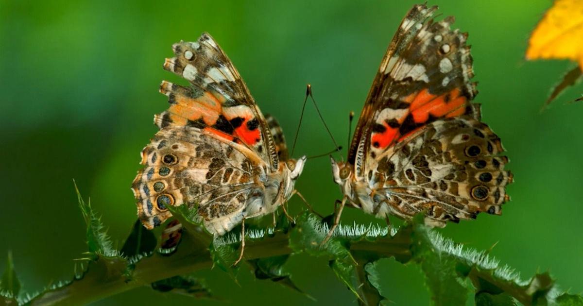 Metrofocus Sex Lies And Butterflies Season 2018 Pbs