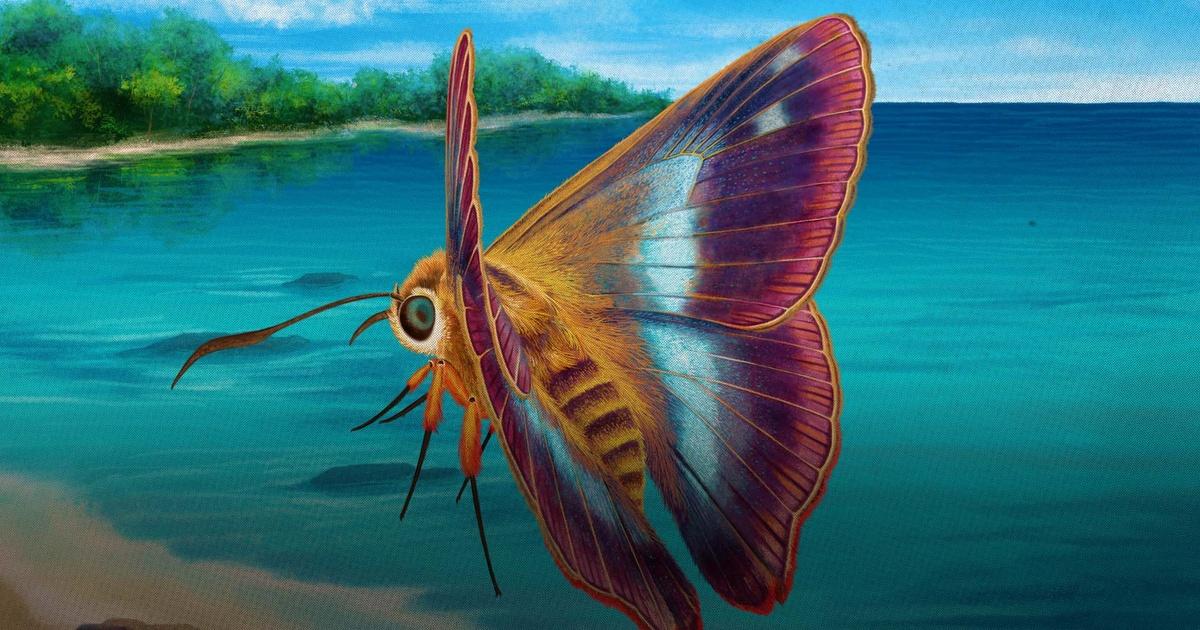 Eons | Beans & Bees (Not Bats) Gave Us Butterflies | Season 6 | Episode ...
