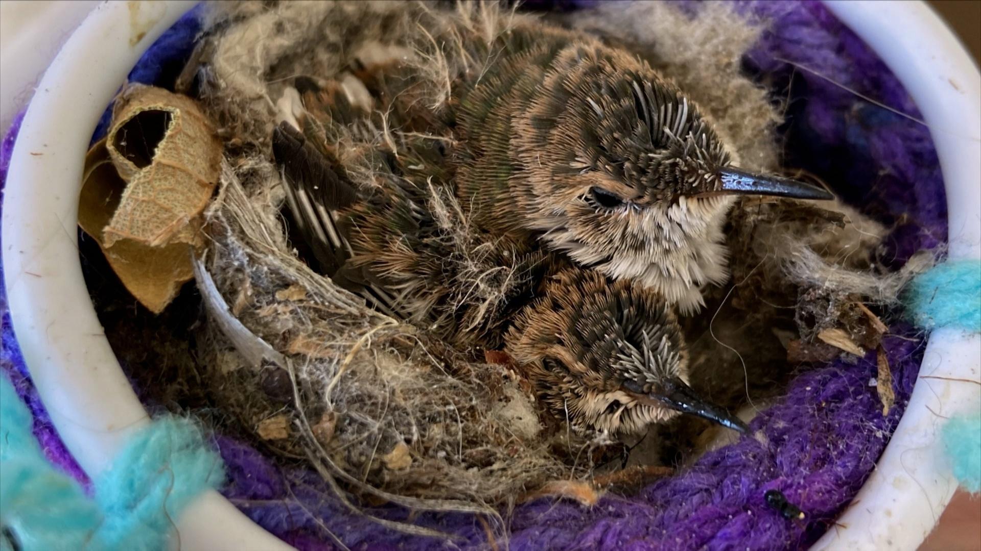 Hummingbird Rescue: Baby Twins | Nature | THIRTEEN - New York Public Media
