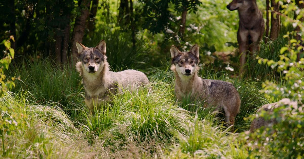 Human Footprint | The Wolves Among Us in Yellowstone | Season 1 ...
