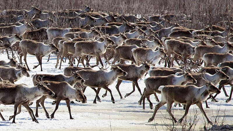 Caribou | Episodes | Nature's Great Race
