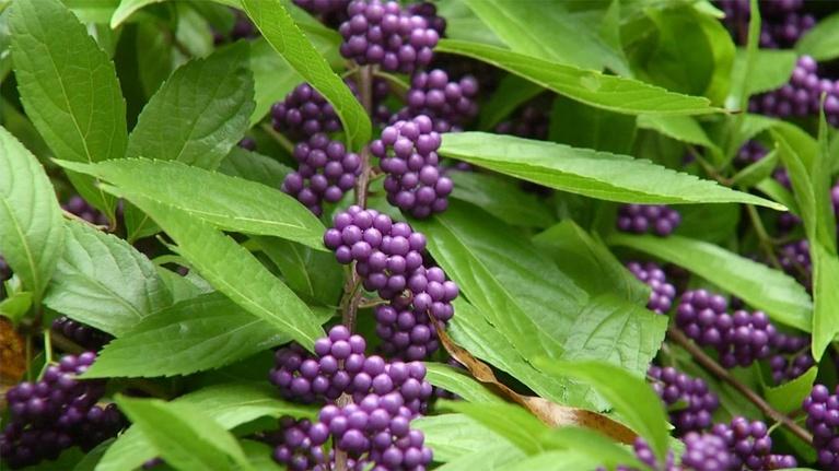 Virginia Home Grown | PBS