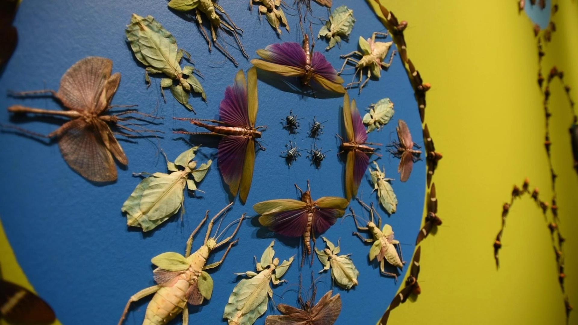S8 E20: 820: Insect Art | WEDU Arts Plus | Programs | PBS SoCal