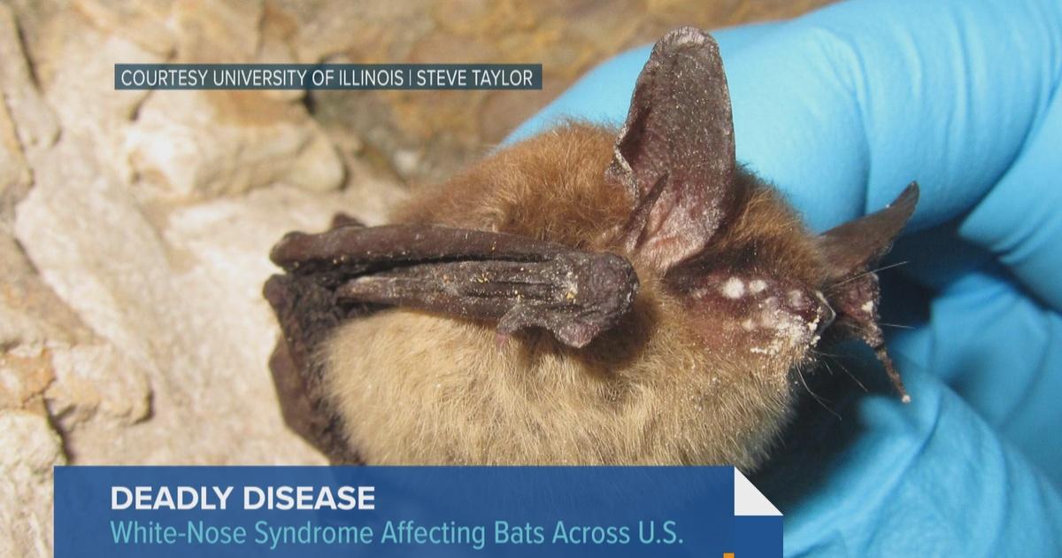 Chicago Tonight | Northern Long-Eared Bat Now Endangered Species ...