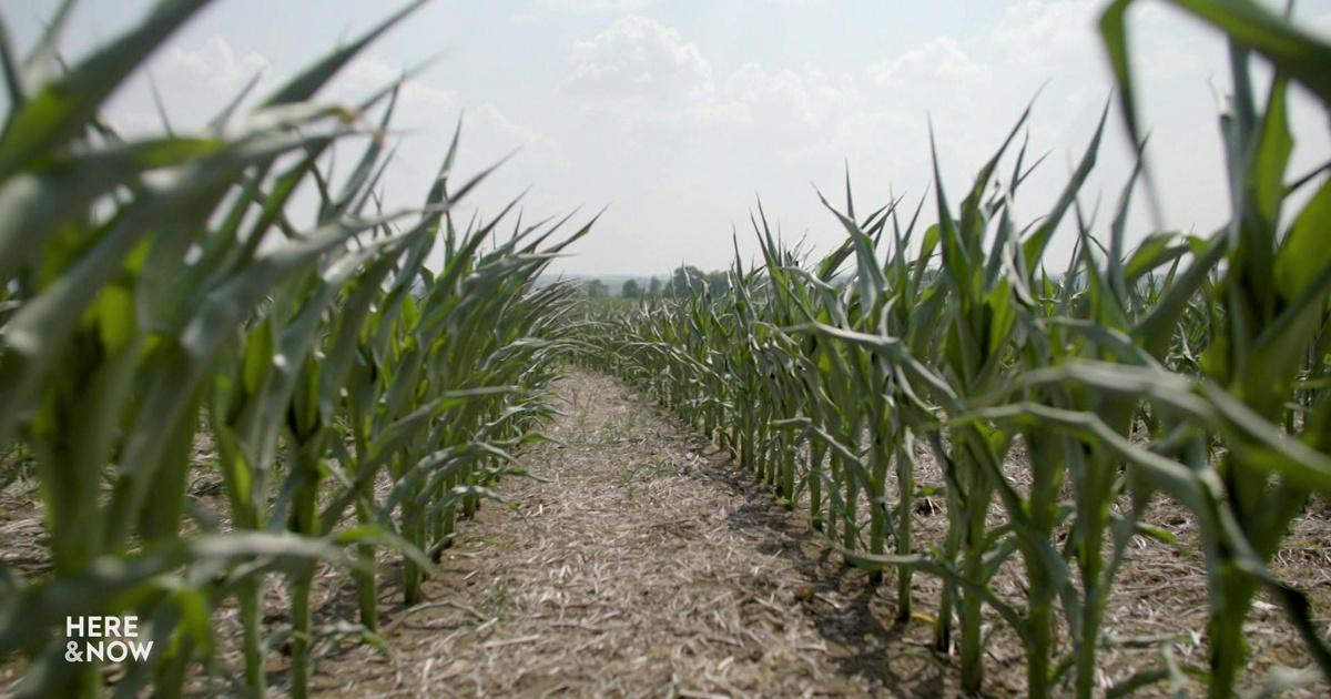 Here and Now | Farmers Struggle to Manage Crops with Widespread Drought ...