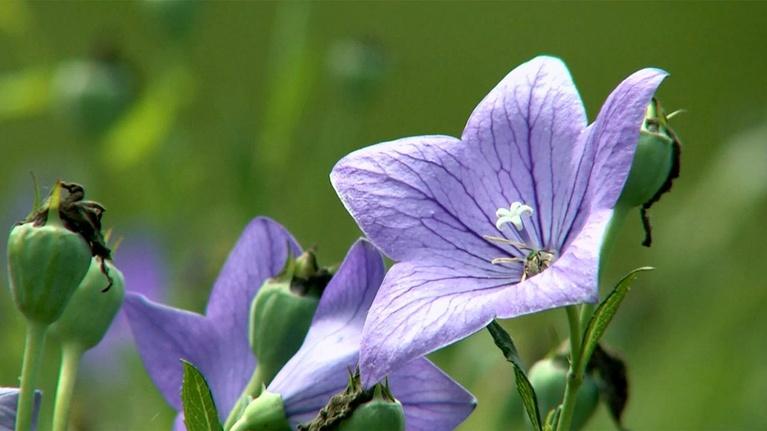 Virginia Home Grown | PBS