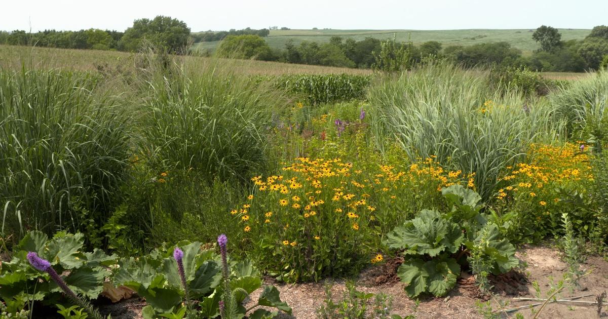 Backyard Farmer | Pollinator Landscape & Fall Garden | PBS