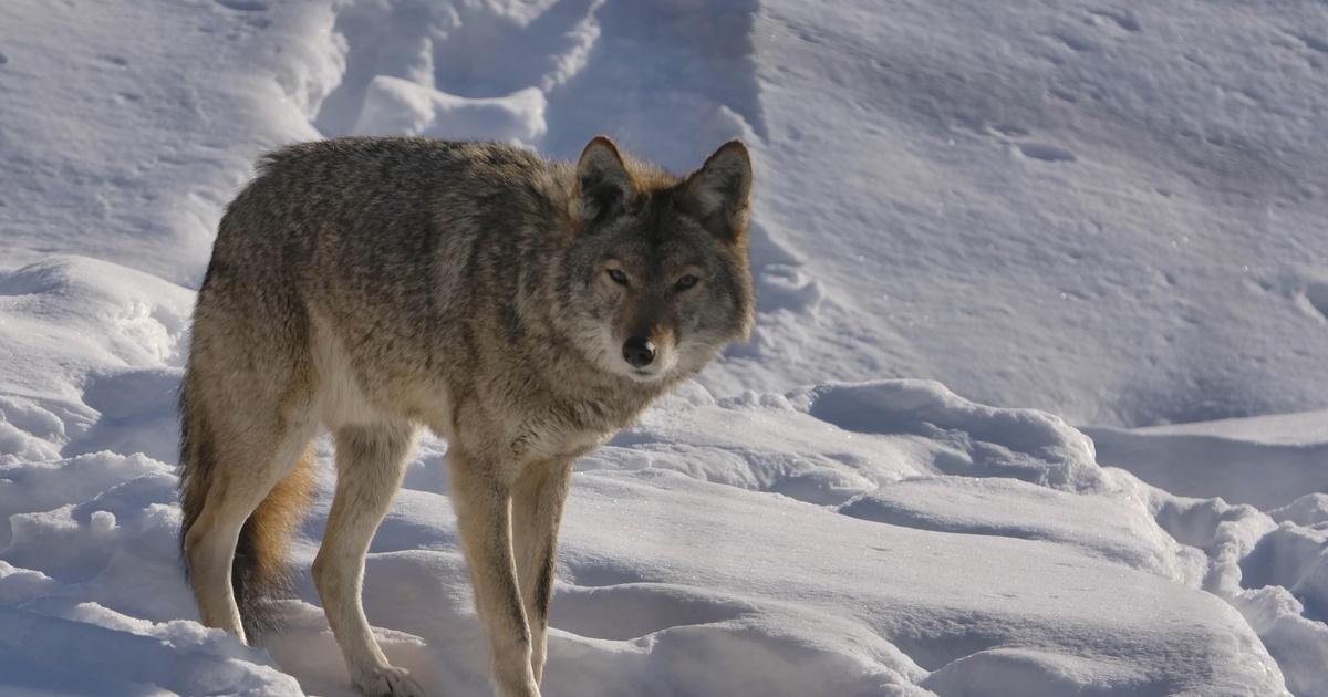 Made Here | Coywolf | Season 22 | Episode 13 | PBS