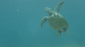 The Age of Nature | PBS