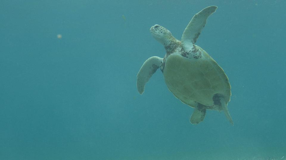 The Age of Nature | PBS