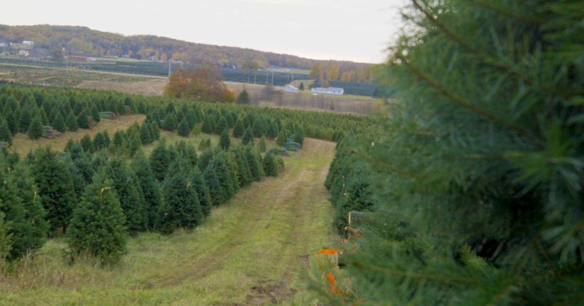 Destination Michigan | Dutchman Tree Farms | Season 10 | Episode 1 | PBS
