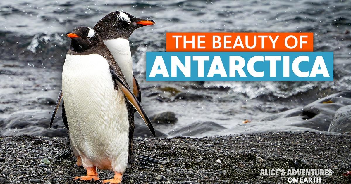 Alice's Adventures on Earth | The Beauty of Antarctica | Season 2 ...