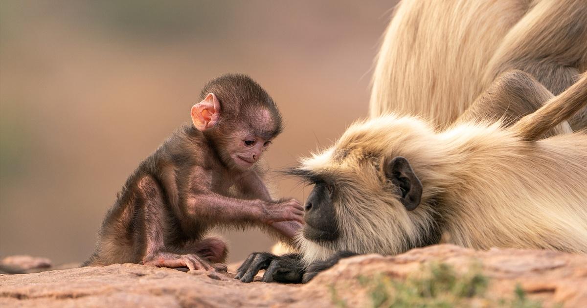 Nature | Grasslands | Parenthood | Season 44 | Episode 6 | PBS