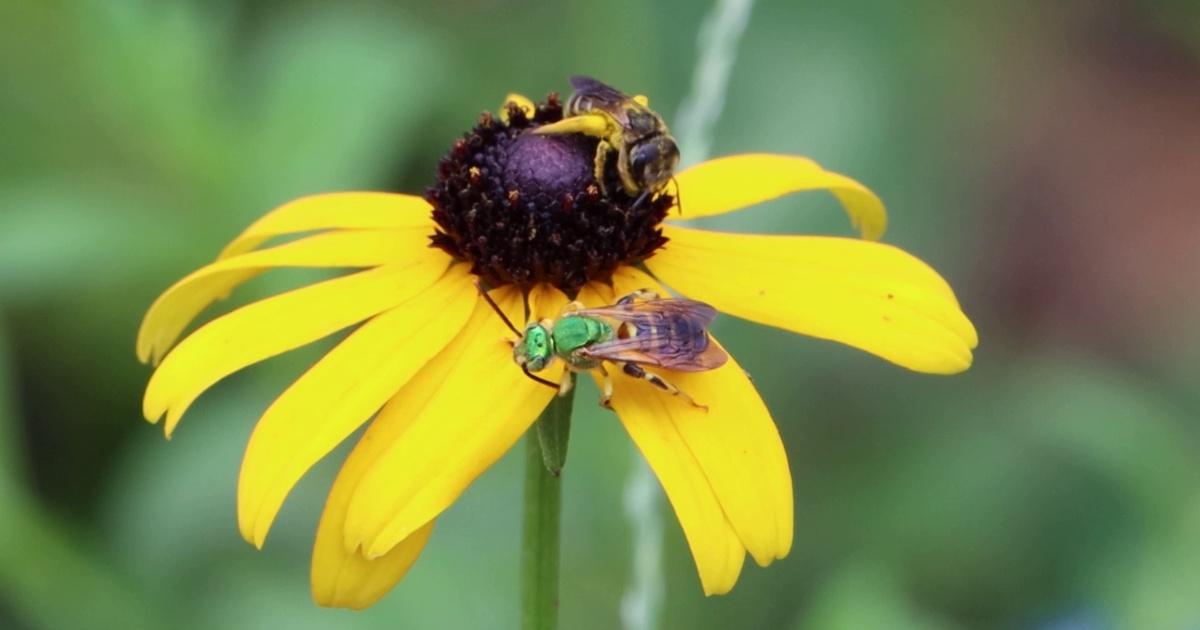 Local Routes | Native Bee Species of North Florida | Season 7 | Episode ...