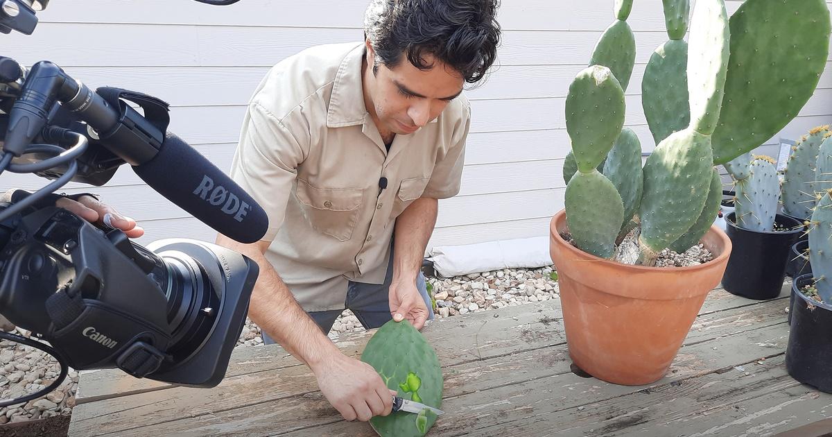 Central Texas Gardener | Harvest Prickly Pear Pads for Nopalitos ...