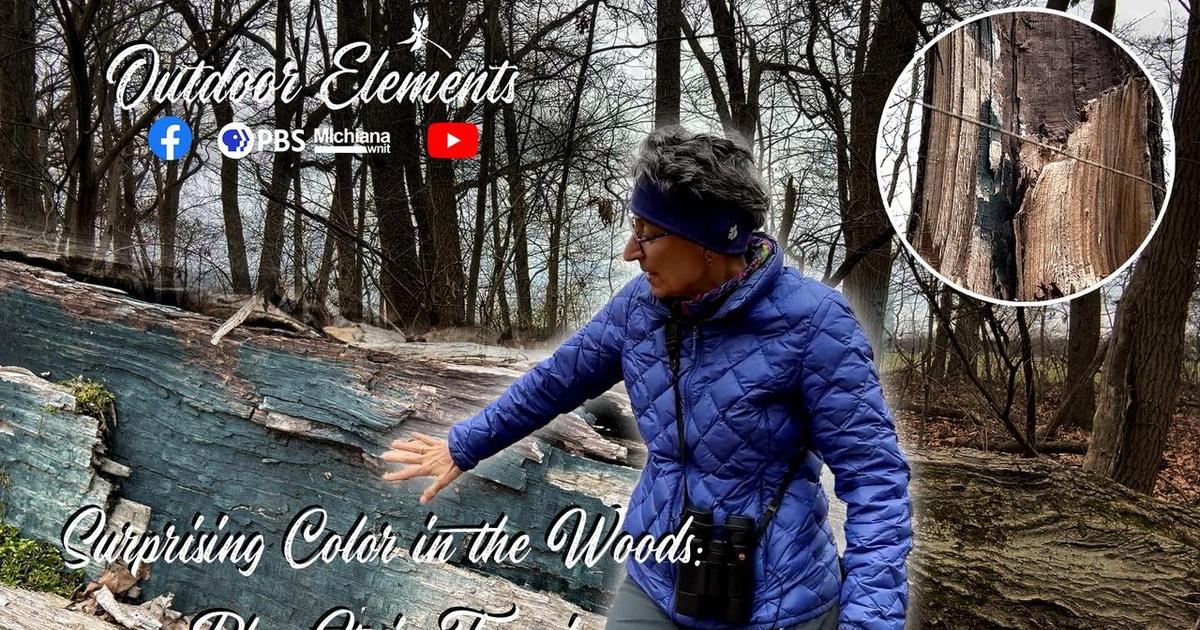 Outdoor Elements | Surprising Color in the Woods: Blue Stain Fungi | WQED