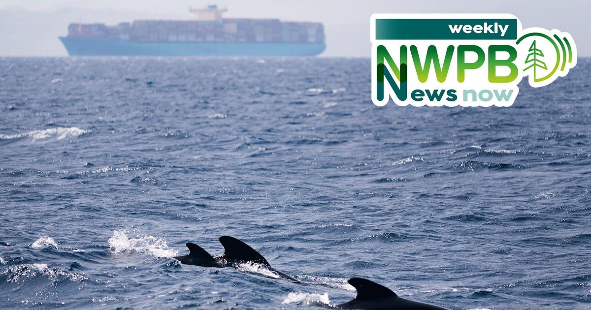 NWPB Weekly News Now | Help for Striking Workers and Protecting Whales ...