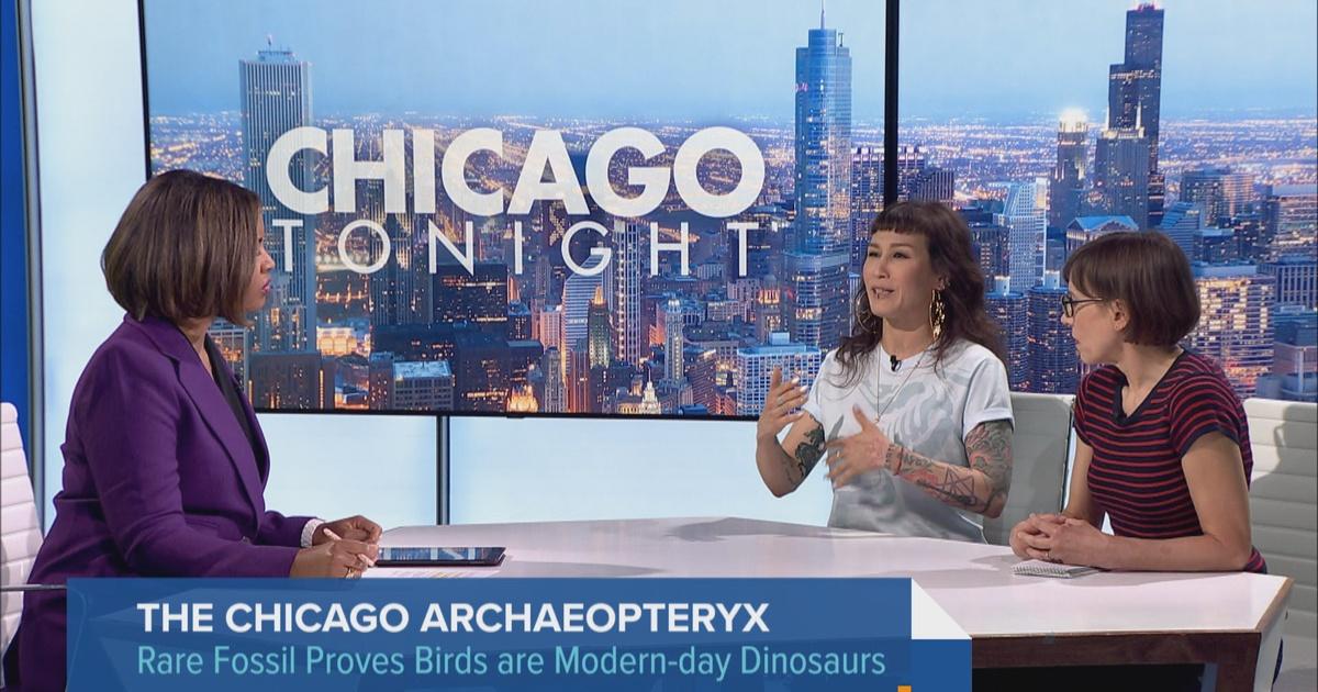 Chicago Tonight | A Rare Fossil Now in Chicago Shows Evolutionary Link ...