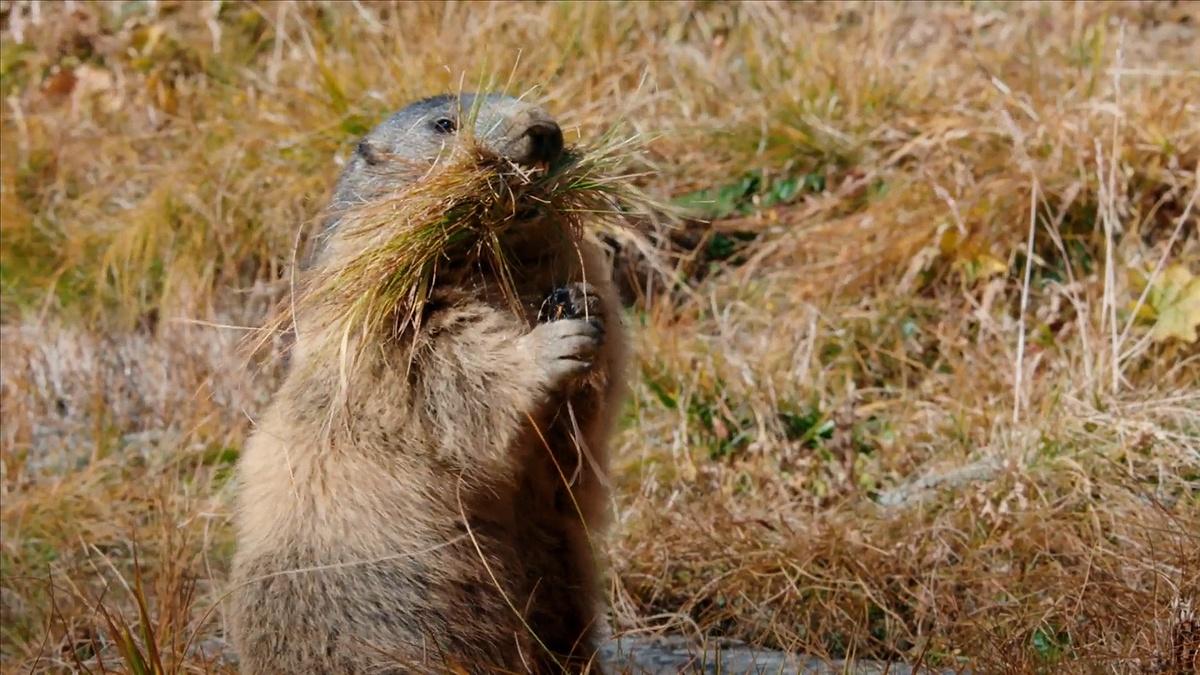 Secrets of Marmot Hibernation | Nature | THIRTEEN - New York Public Media