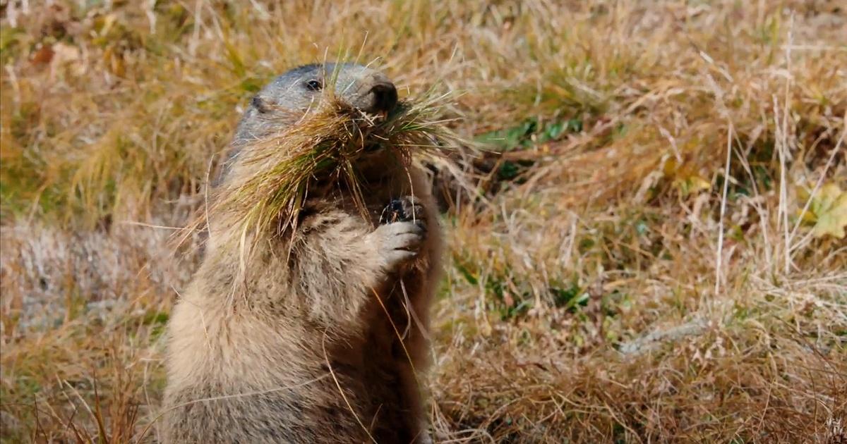 Nature | Secrets of Marmot Hibernation | Season 39 | Episode 8 | PBS