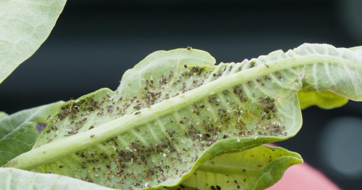 Backyard Farmer | Aphid Control & Summer Turf Tips | KERA