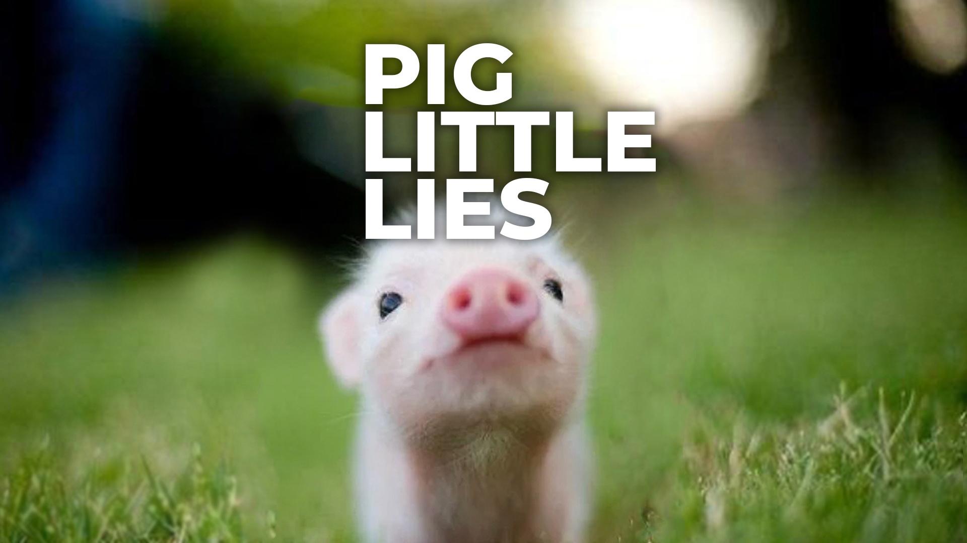 Pig Little Lies | Pig Little Lies | THIRTEEN - New York Public Media