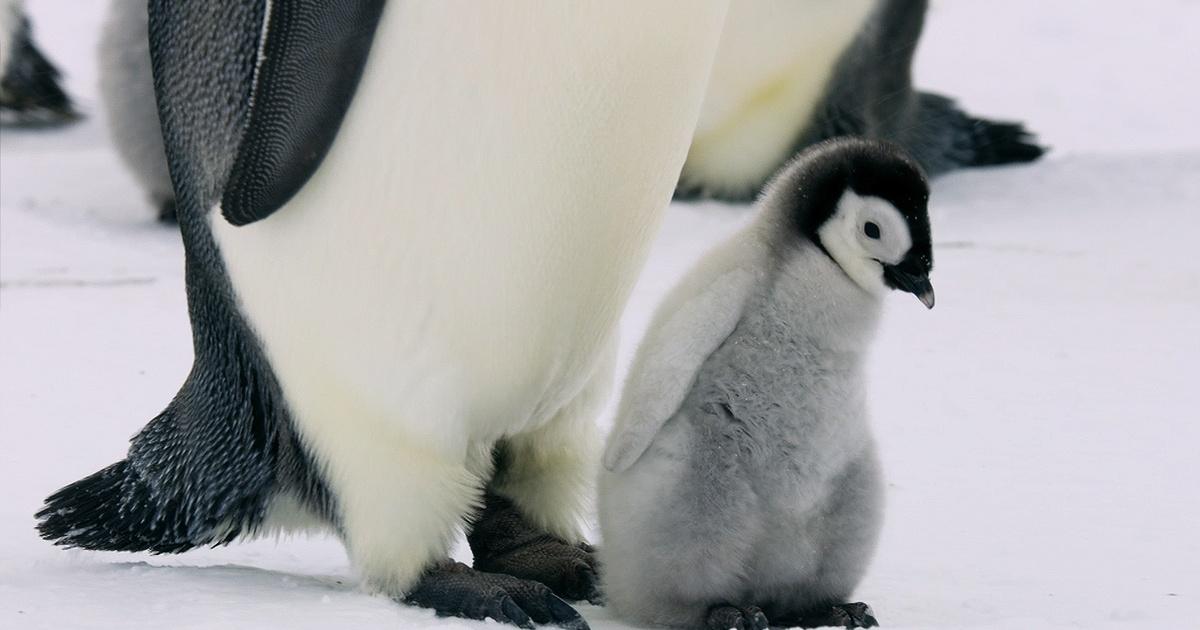 Nature | Emperor Penguin Chick's First Solo Venture | Season 40 ...