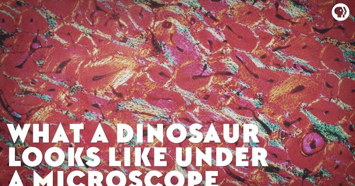 Eons | What a Dinosaur Looks Like Under a Microscope | Season 1 ...