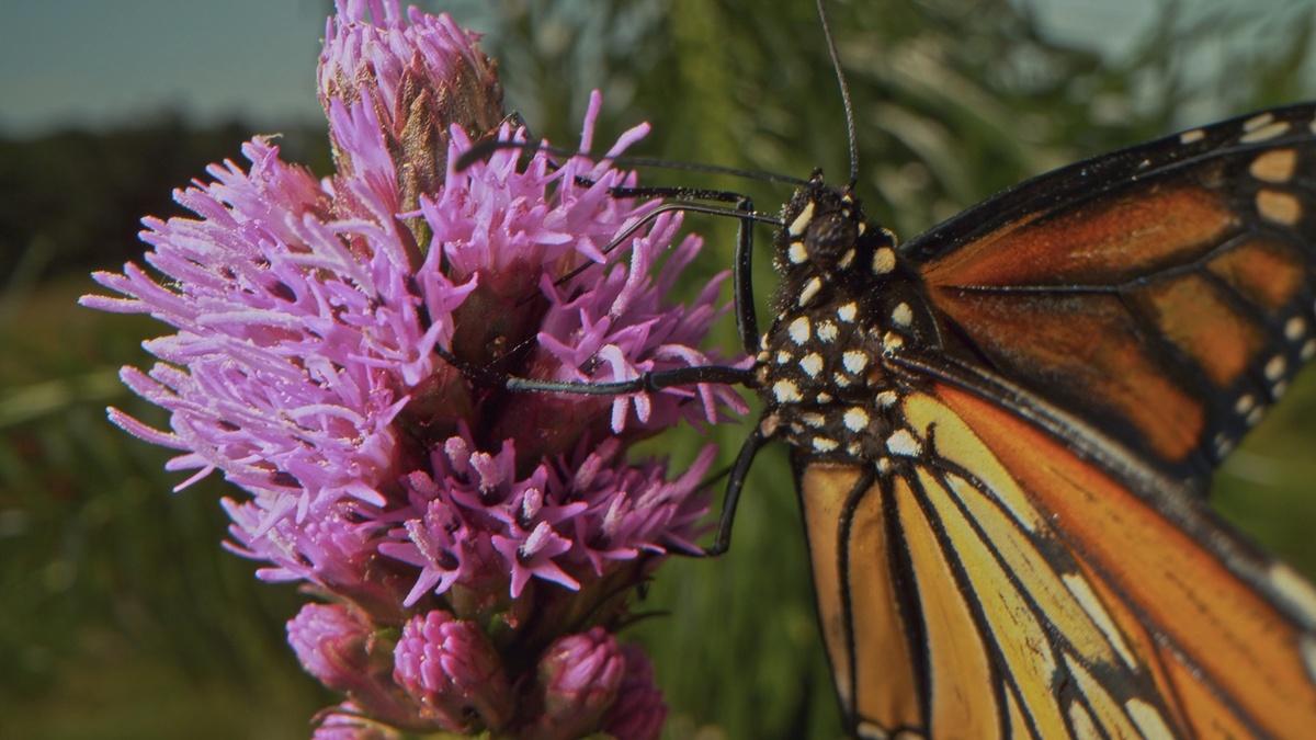 The Epic Migration of Monarch Butterflies | Bugs That Rule the World ...