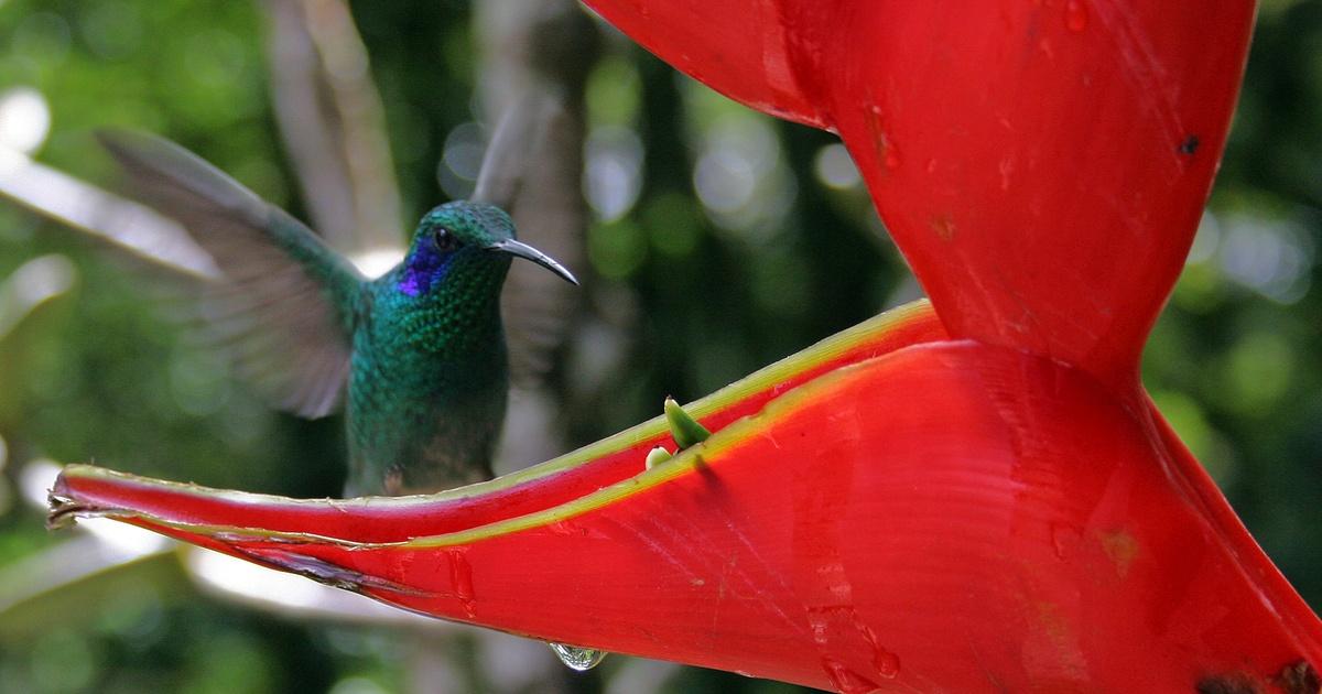 Richard Bangs' Adventures with Purpose | Costa Rica: Quest for Pura ...