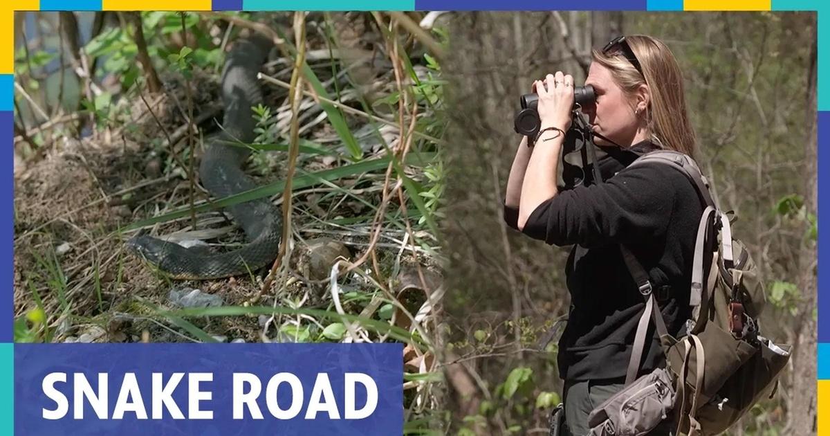 Living St. Louis | Searching for Snakes on the Shawnee National Forest ...