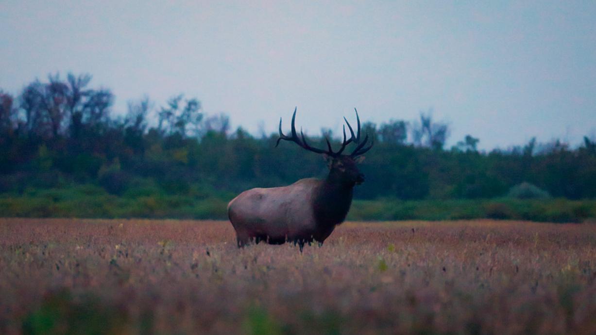 Northern Elk Chase | Watch on PBS Wisconsin