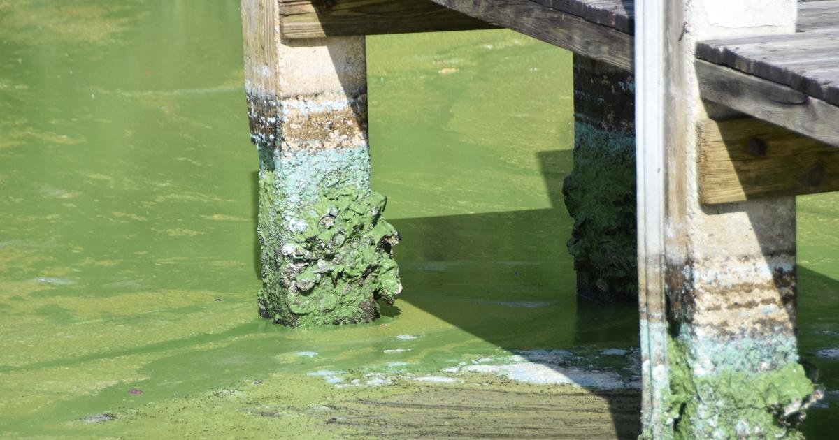 Changing Seas | Toxic Algae: Complex Sources and Solutions - Trailer | Season 9 | KPBS