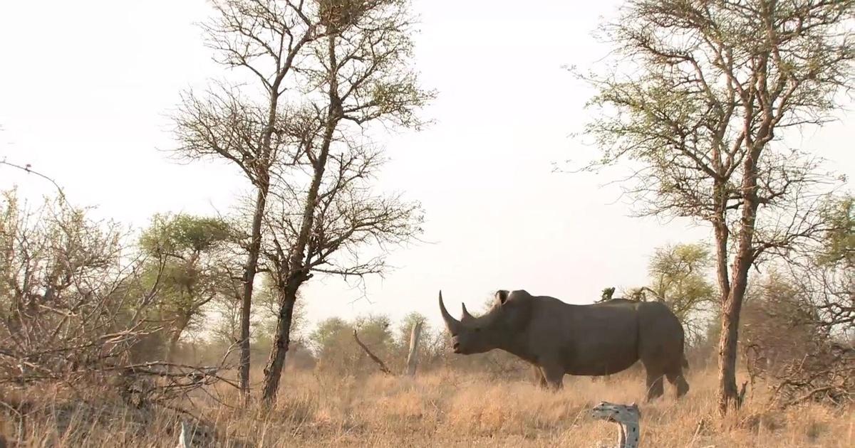 Earth Focus | Hope for Rhinos? New Approaches to Save Endangered ...