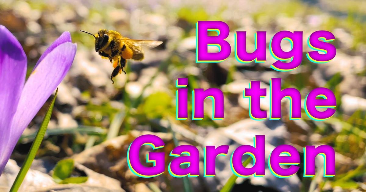 Farmer Dave and Friends | Bugs in the Garden | PBS