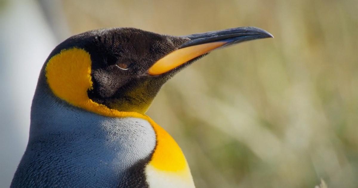 Patagonia: Life On The Edge of The World | Patagonia: Life On The Edge ...