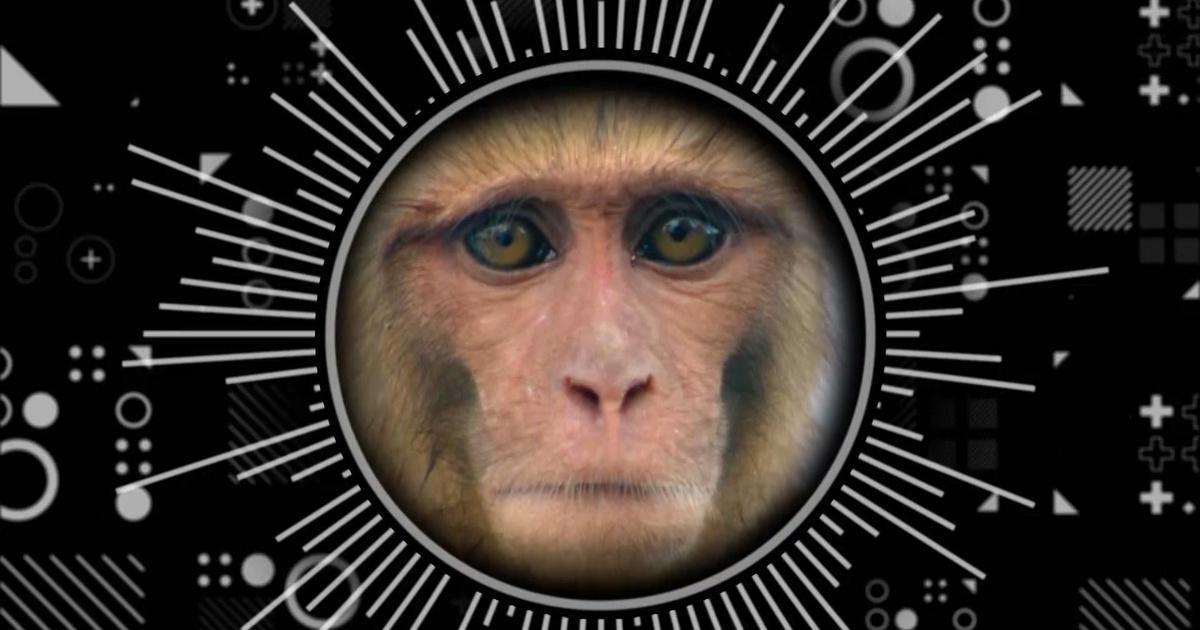 Hacking Your Mind | What Do People And Monkeys Have In Common? | PBS