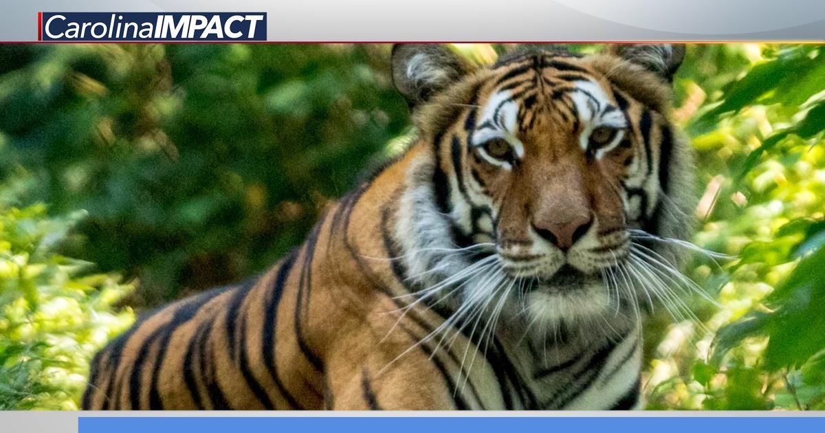 Carolina Impact | Carolina Tiger Rescue Sanctuary | Season 8 | Episode ...