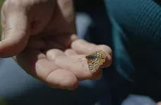 Evolution Earth | Grasslands | Episode 5 | PBS