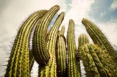 The Green Planet | Desert Worlds | Episode 4 | PBS