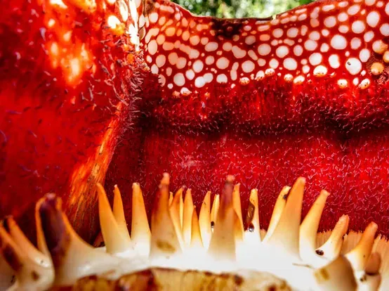 The Green Planet | Seasonal Worlds | Episode 3 | PBS