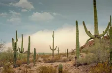 The Green Planet | Desert Worlds | Episode 4 | PBS